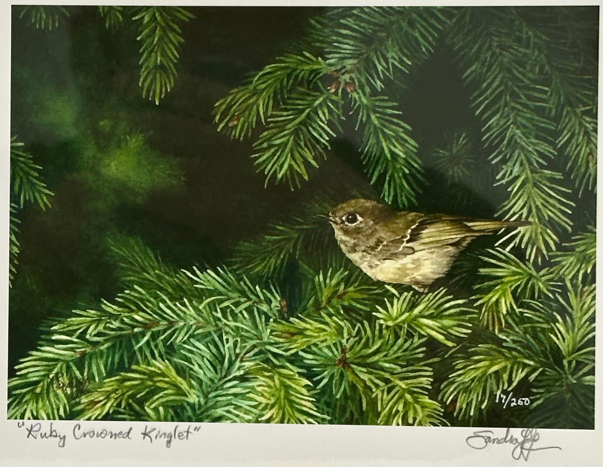 RUBY CROWNED KINGLET – Scanlon Gallery & Custom Framing