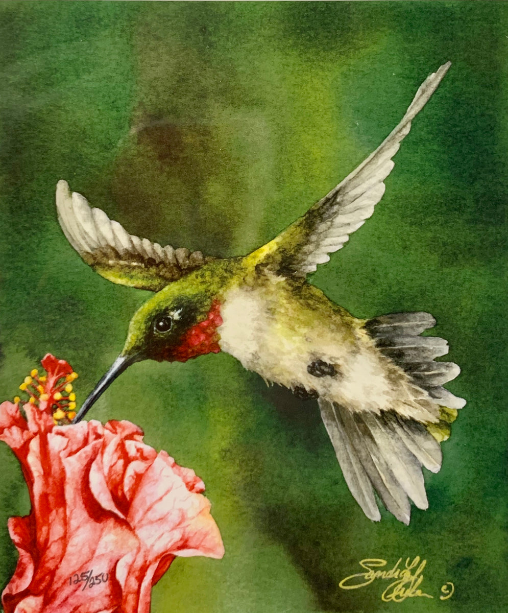 RUBY THROAT – Scanlon Gallery & Custom Framing