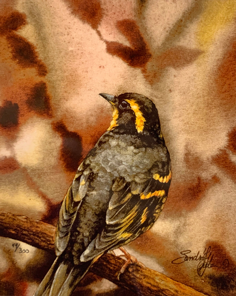 ALASKA ROBIN – Scanlon Gallery & Custom Framing