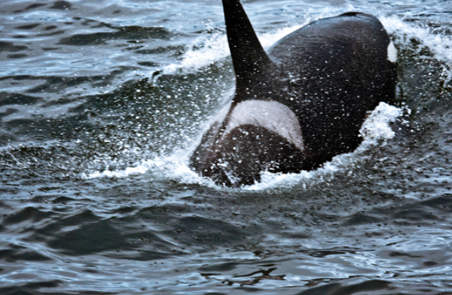 ORCA SPLASH MATTED PHOTO 12X16 – Scanlon Gallery & Custom Framing